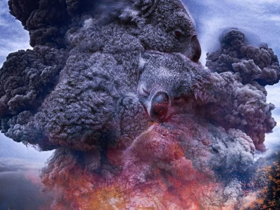 Burned Koala